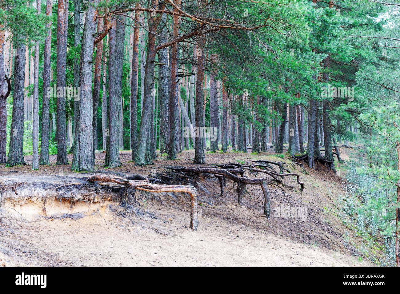 A line of tall pine trees with prominent exposed roots on a sandy slope ...