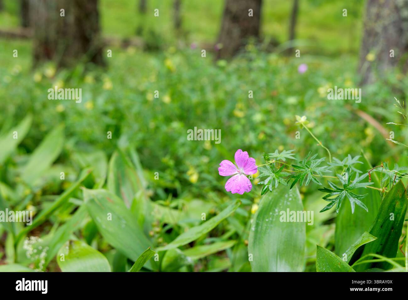 A delicate purple wildflower with five petals stands out amidst a lush ...