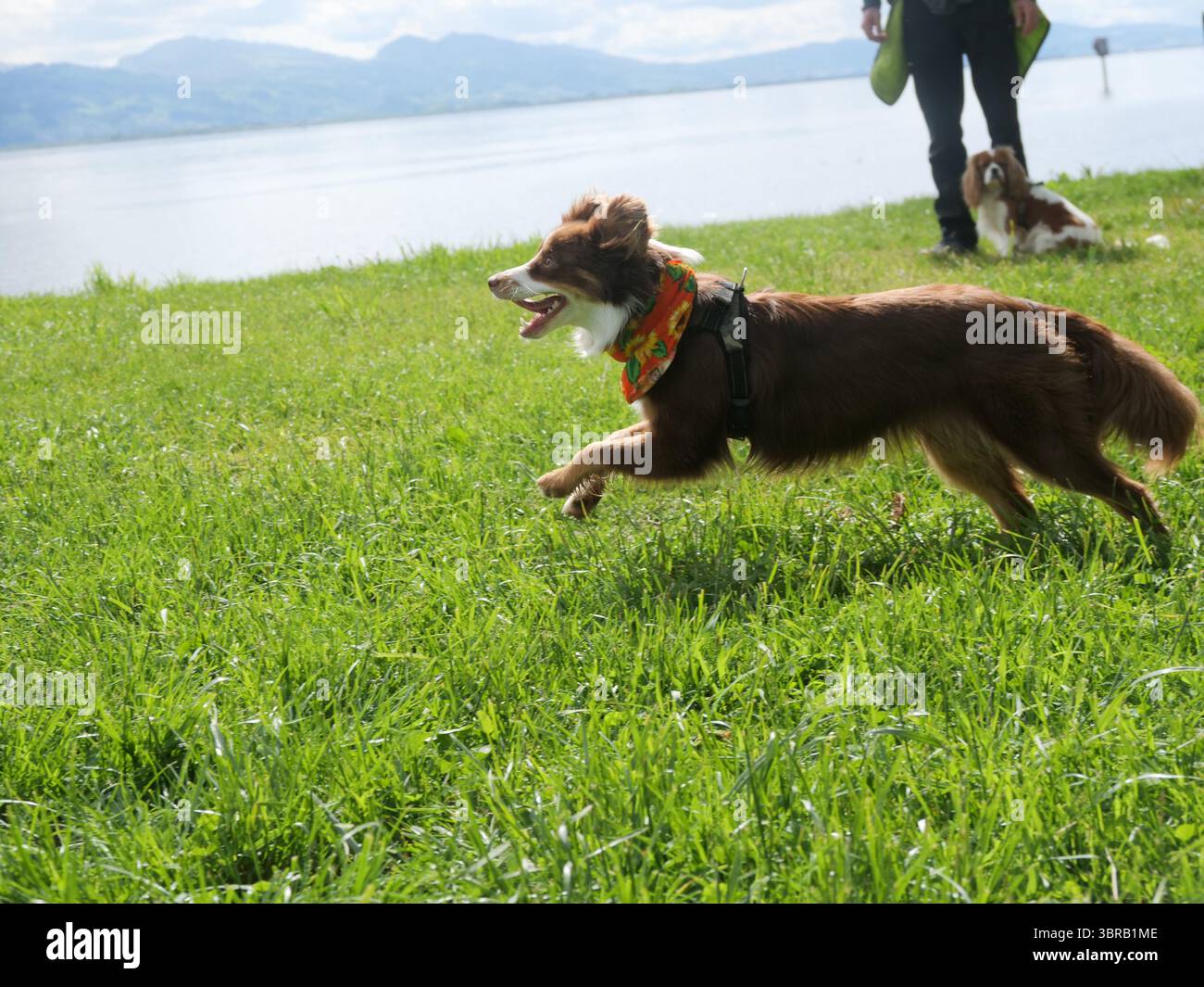 Brown dog is running in a field with a green bandana around its neck ...