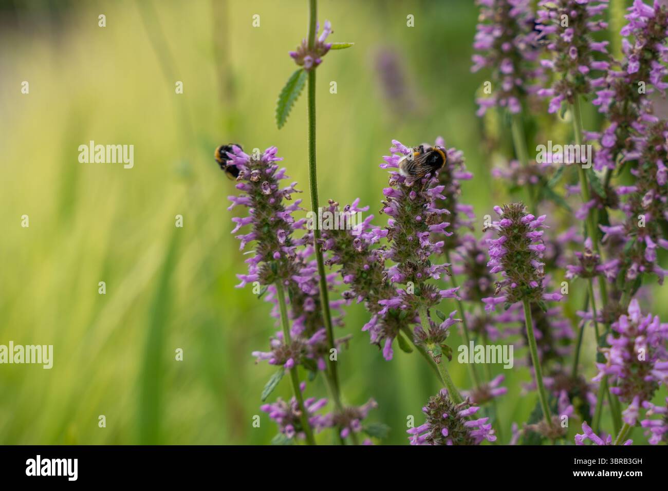 Two bumblebees on sweet nettle. Two bumblebees work simultaneously on ...
