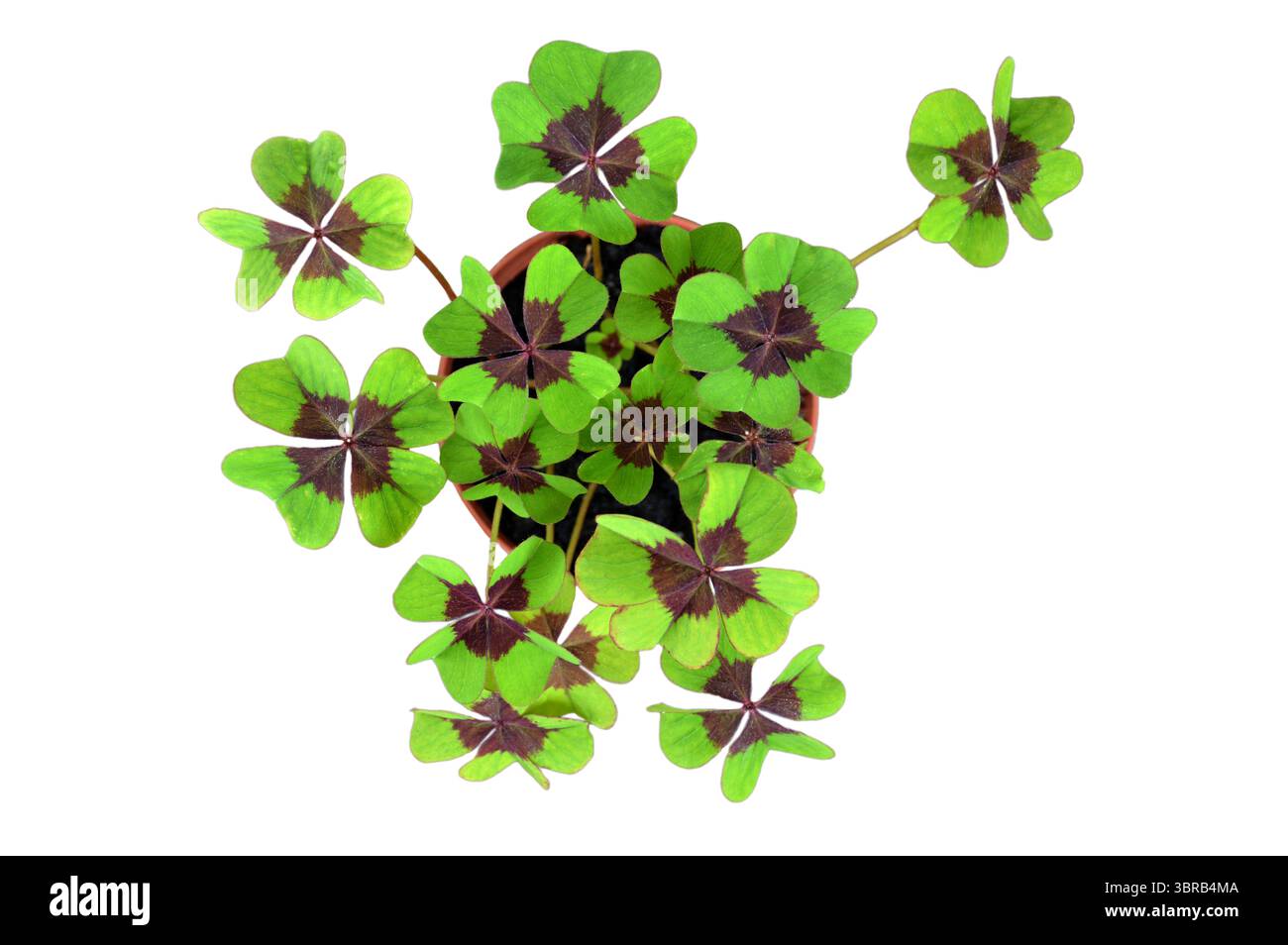 Four-leaf clover plant in the pot isolated on white background Stock ...