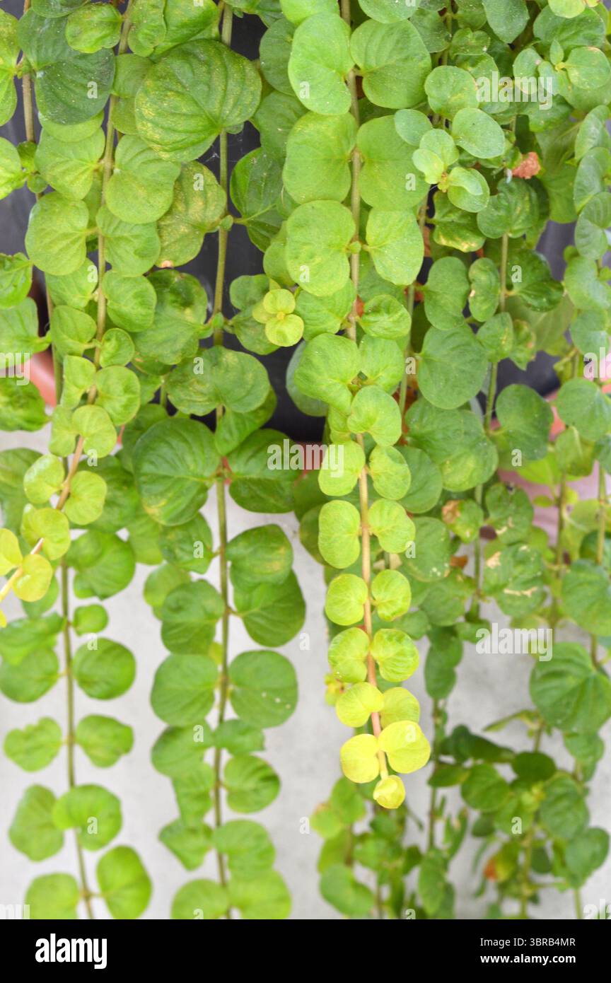 Ground cover creeper creeping hi-res stock photography and images - Alamy
