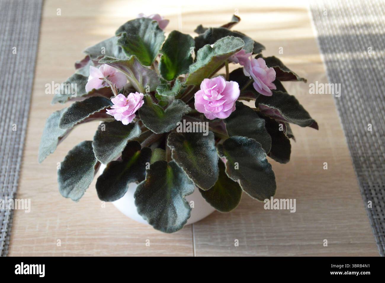 Pink African violets in flower pot Stock Photo - Alamy