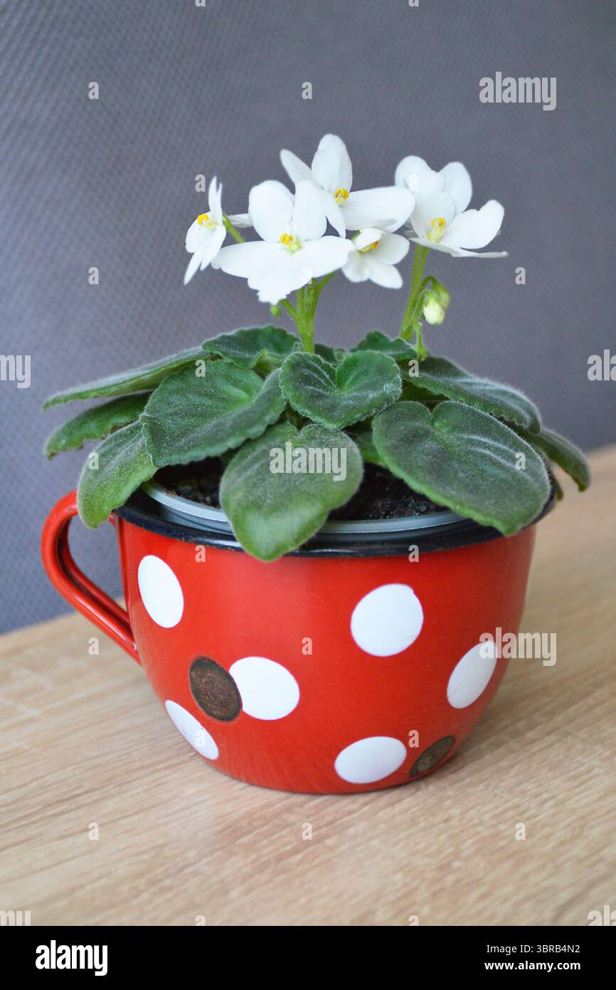African violets in flower pot Stock Photo - Alamy
