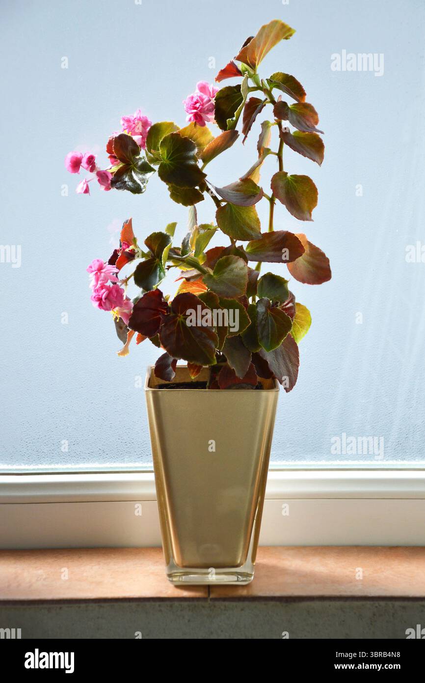 Pink Begonias Doublet Rose flower plant Stock Photo - Alamy