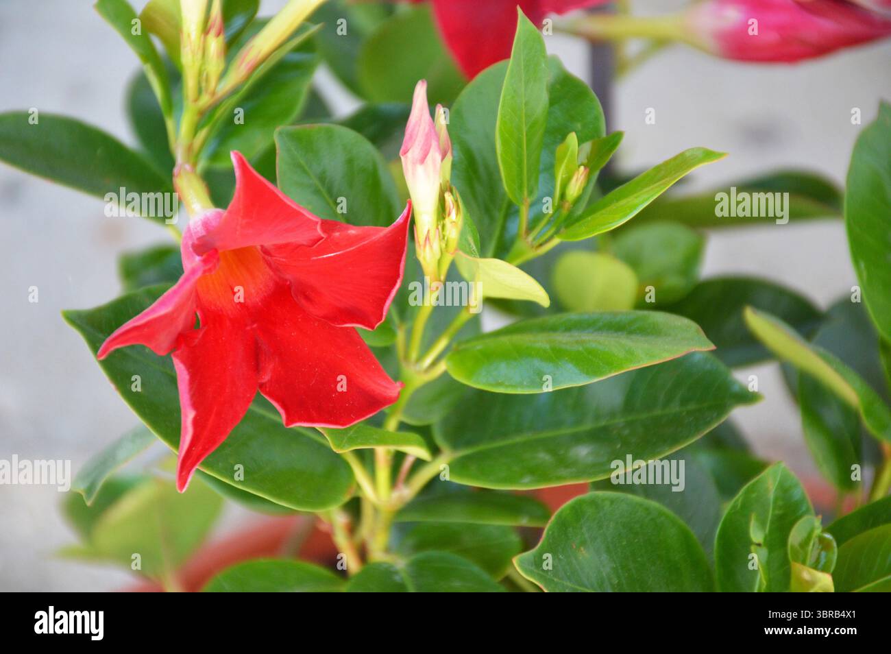 Red flower brazilian plant hi-res stock photography and images - Alamy