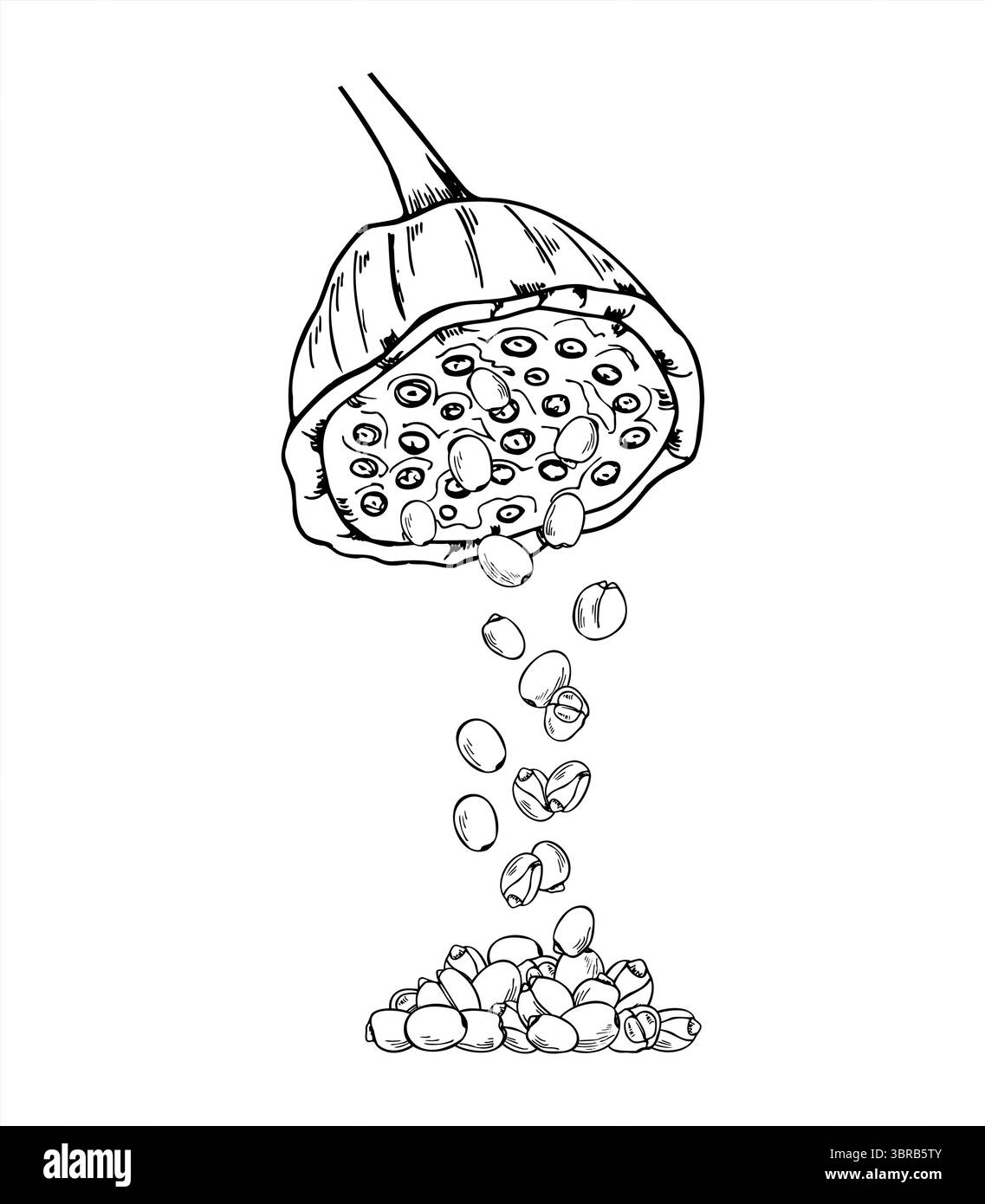 Seed scattering Stock Vector Images - Alamy