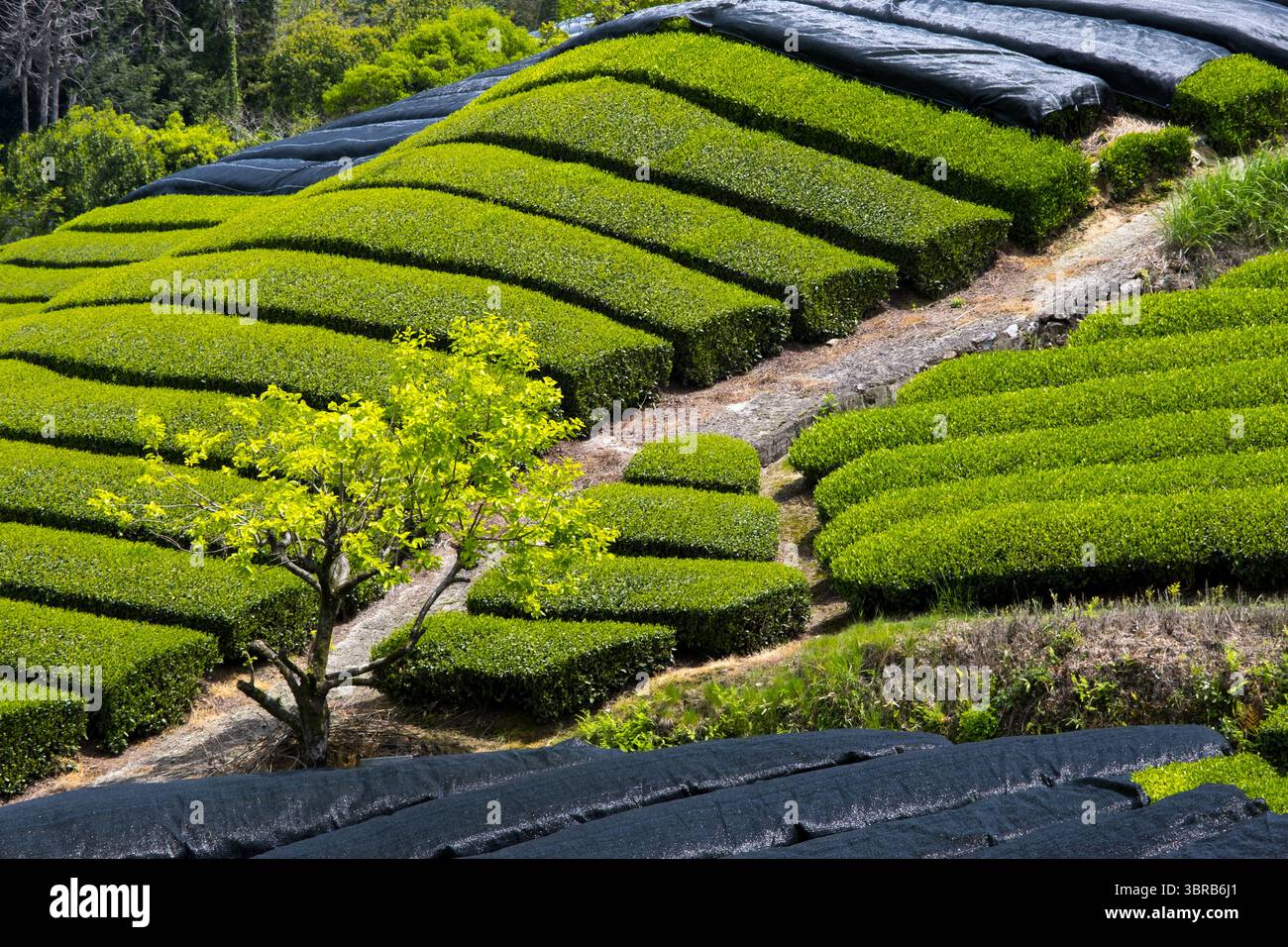 Neatly cultivated rows of Japanese green tea bushes cover hillside ...