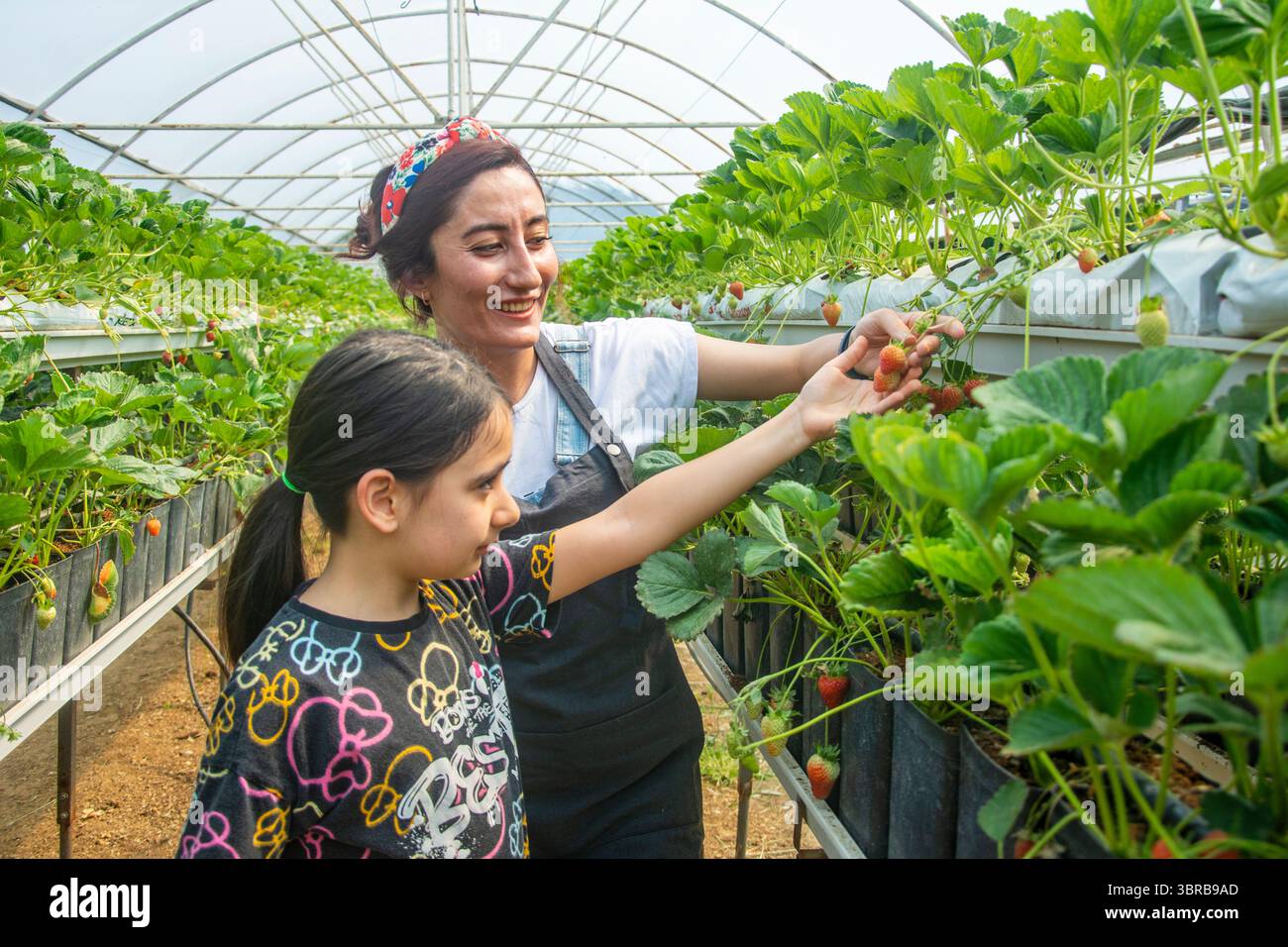 Young entrepreneur farmer woman shows strawberries to primary school ...