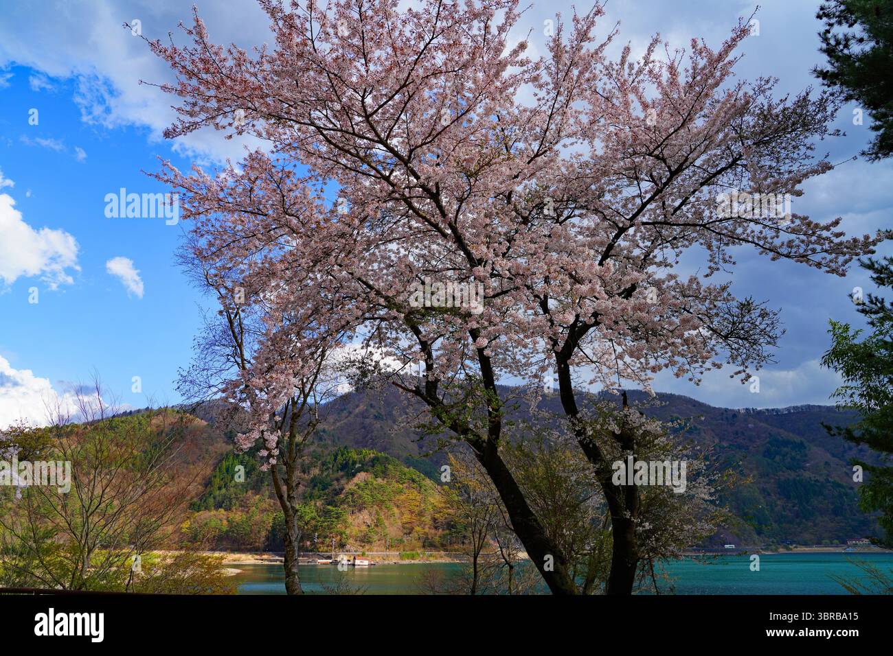 Spring view of Lake Saiko (Western Lake), one of the Fuji Five Lakes ...