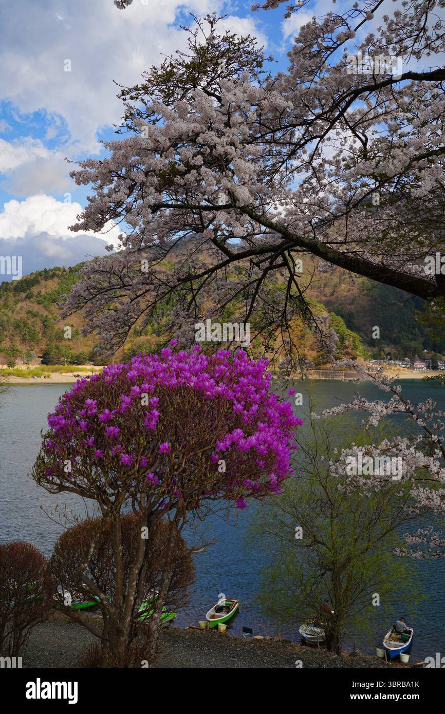 Spring view of Lake Saiko (Western Lake), one of the Fuji Five Lakes ...