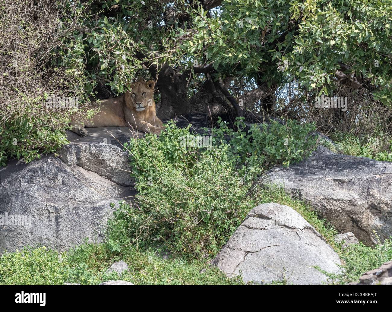 Wild African lions in national reserves in Tanzania Stock Photo - Alamy