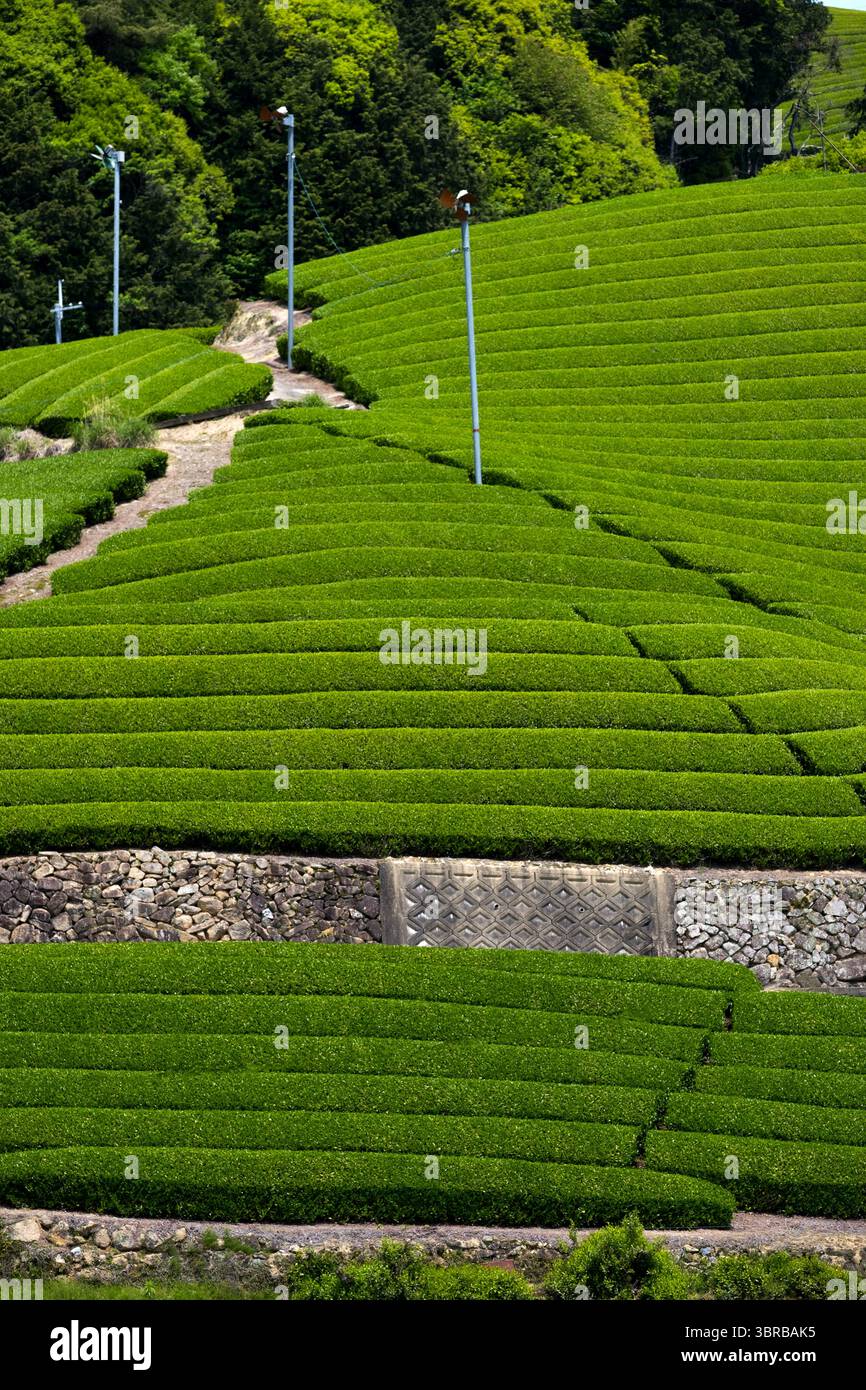 Neatly cultivated rows of Japanese green tea bushes cover hillside ...
