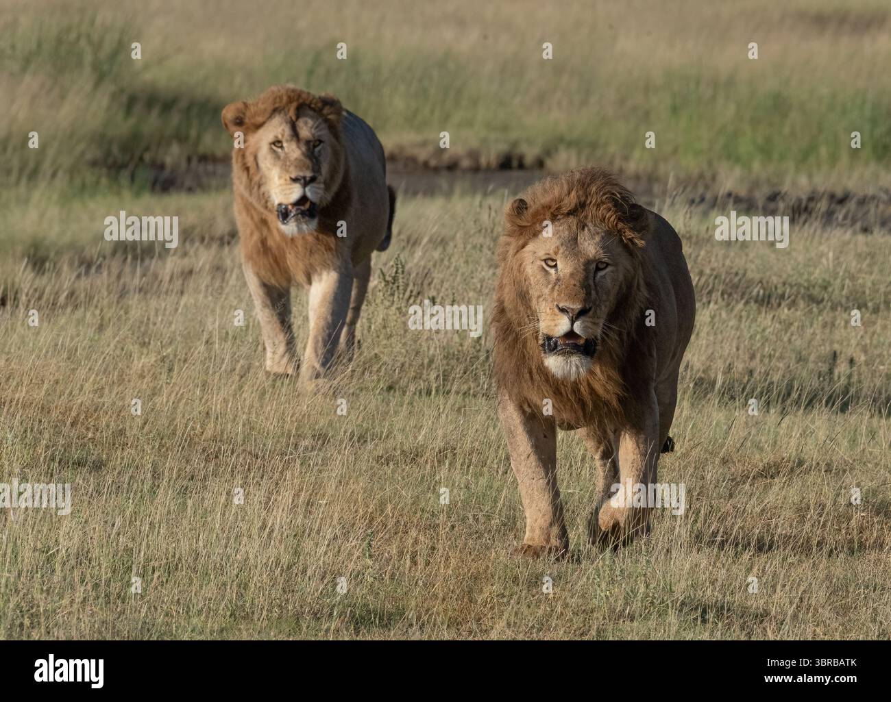 Wild African lions in national reserves in Tanzania Stock Photo - Alamy