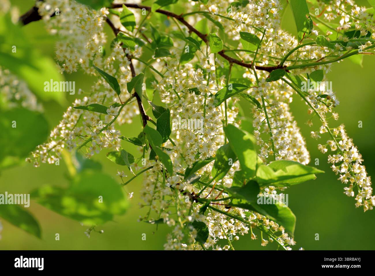 Beautiful branch of a blooming bird cherry in backlight Stock Photo - Alamy