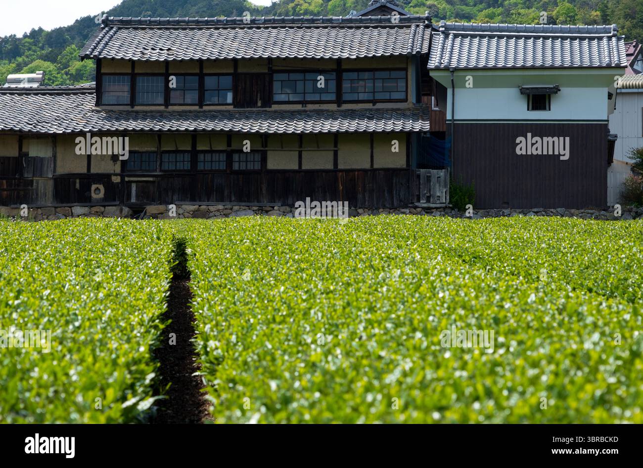 Neatly cultivated rows of Japanese green tea bushes cover hillside ...