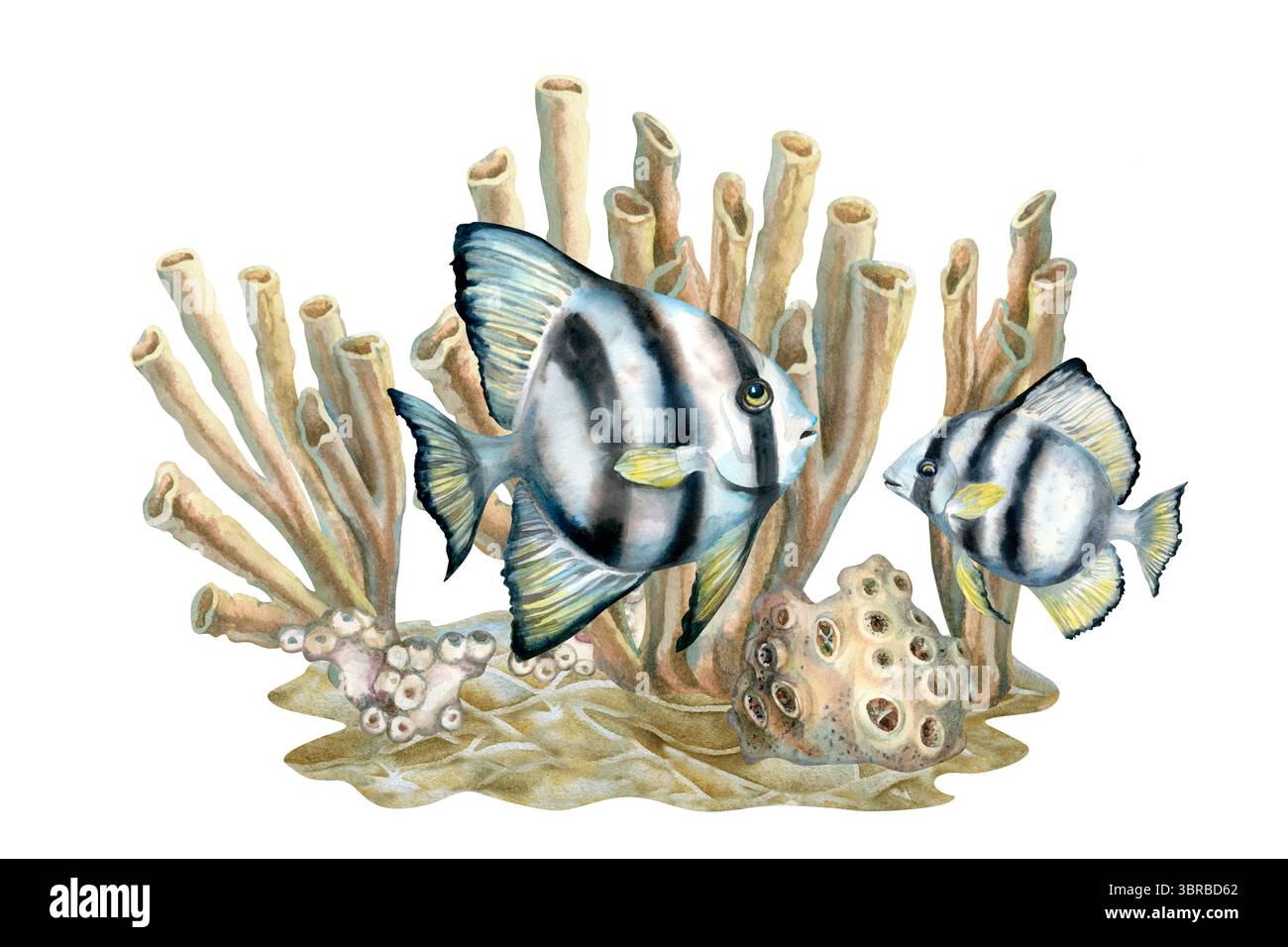 Black and white striped tropical fish hiding among beige corals on the ...
