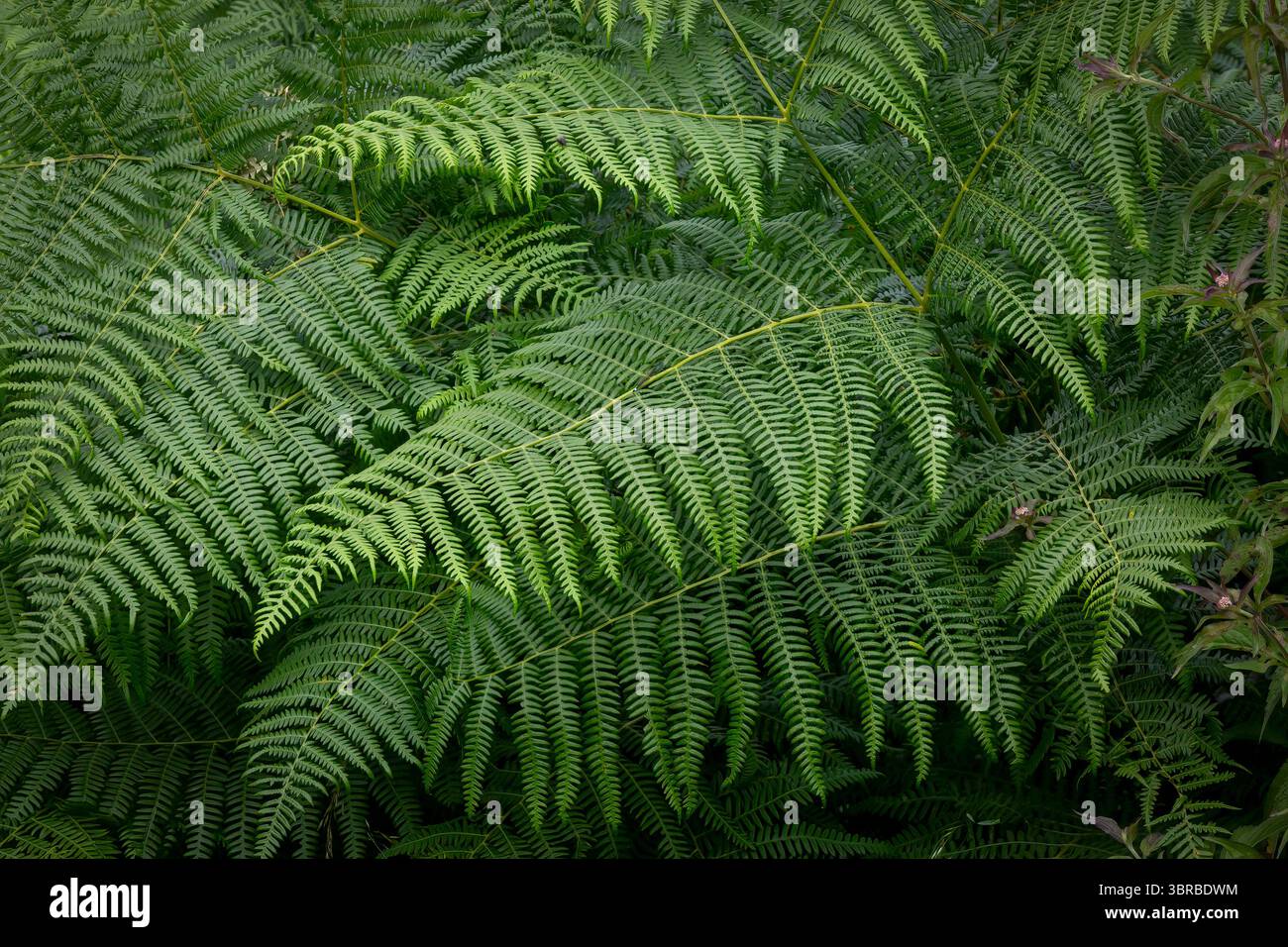 Green ferns, Dryopteris filix-mas, the male fern, a common fern of the ...