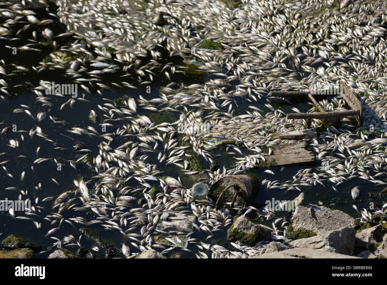 Dead fish float in the Sava river in Serbia's capital Belgrade, Friday ...