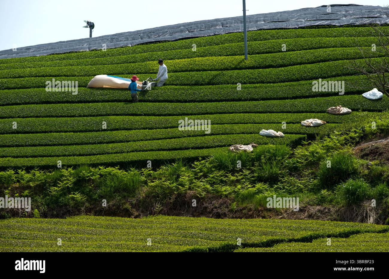 Japanese tea plantation farmers harvesting spring "shincha" (new green ...