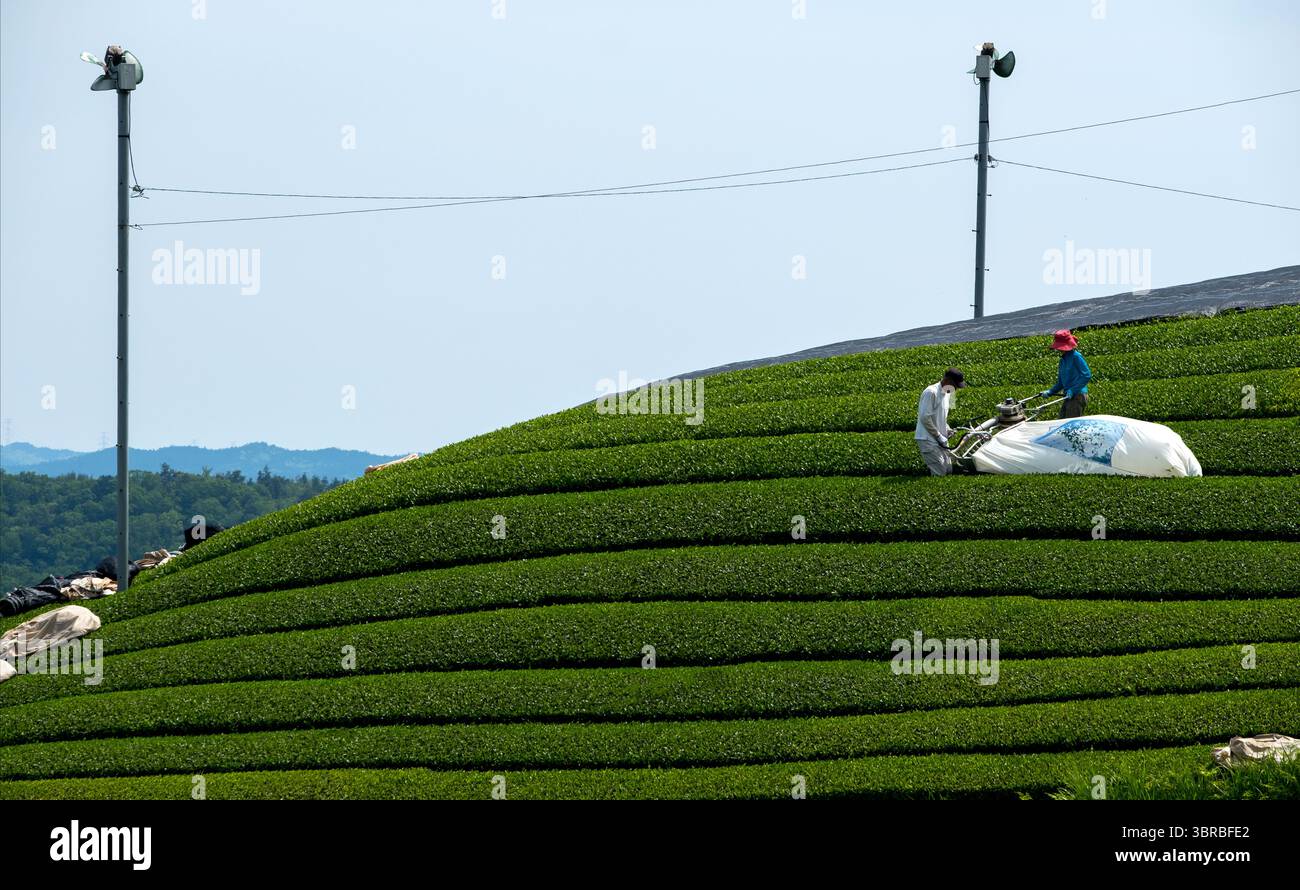 Japanese tea plantation farmers harvesting spring "shincha" (new green ...