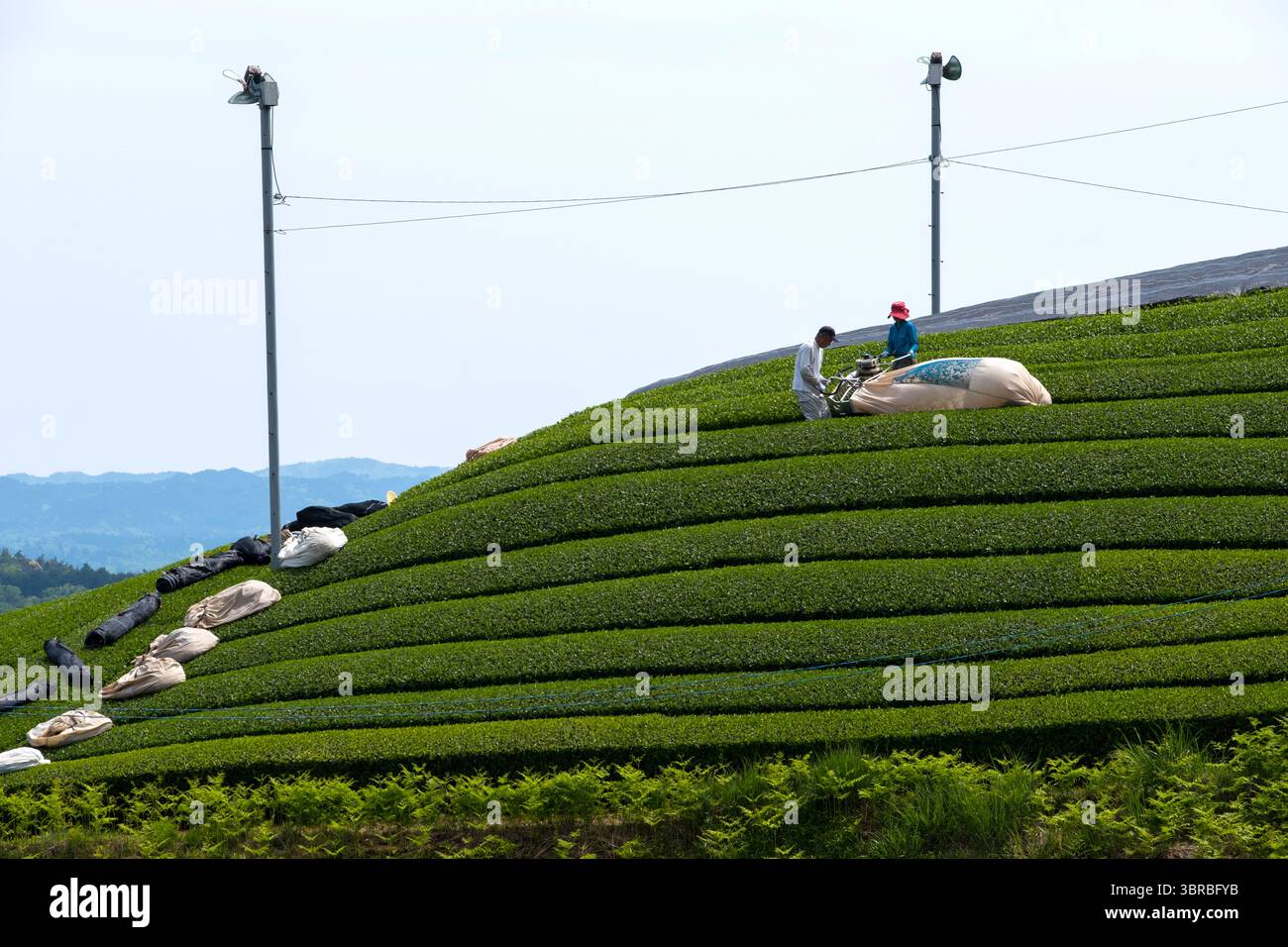 Japanese tea plantation farmers harvesting spring "shincha" (new green ...