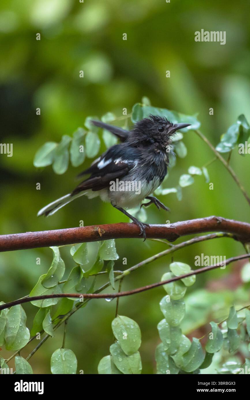 Indian robin species bird hi-res stock photography and images - Alamy
