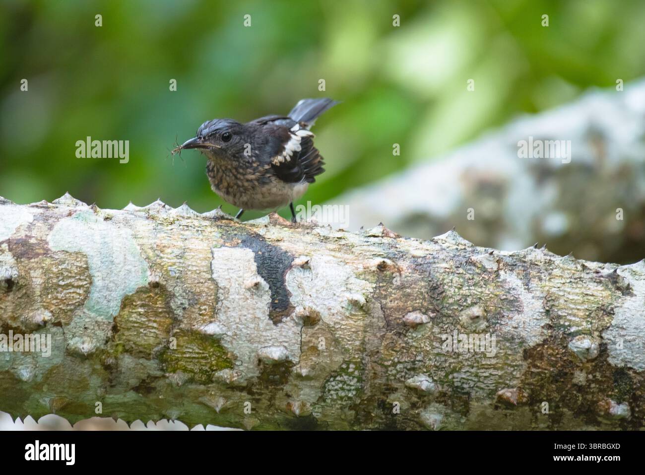 Indian robin species bird hi-res stock photography and images - Alamy
