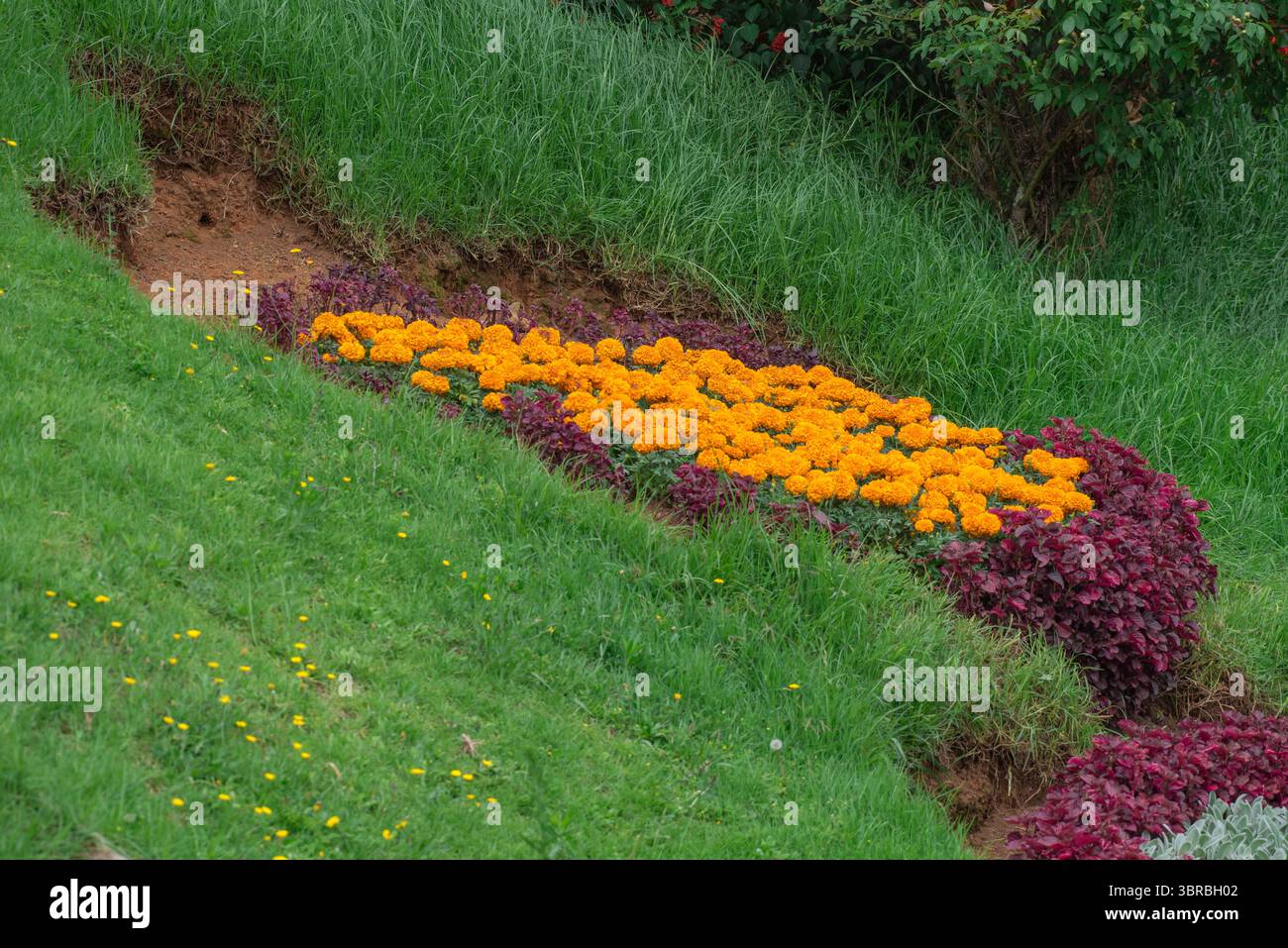 Flower nursery with orchids, anthuriums, and gerberas in pots inside a ...