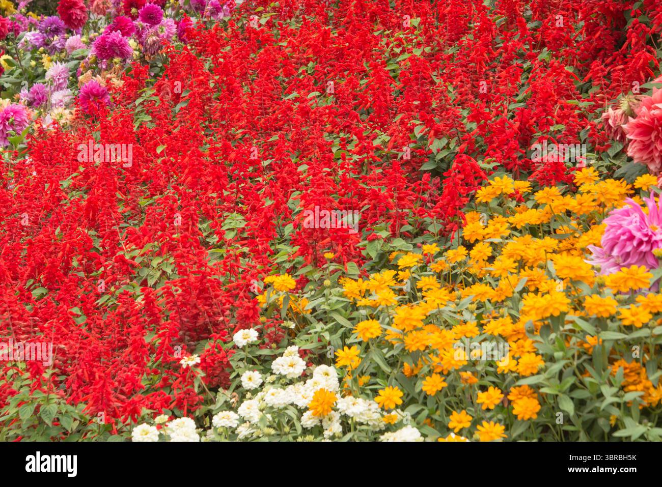Flower nursery with orchids, anthuriums, and gerberas in pots inside a ...