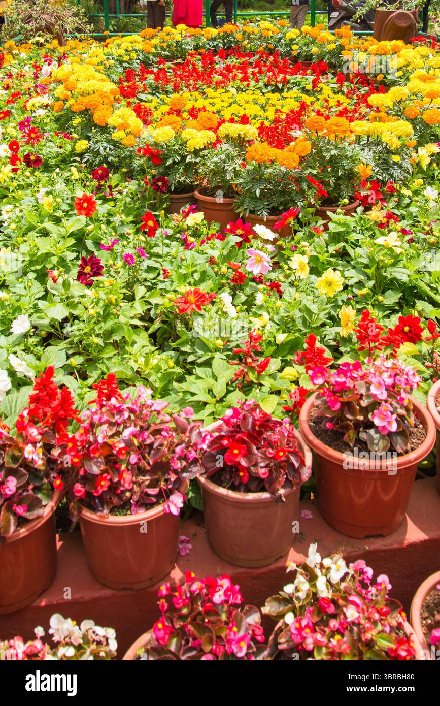 Flower nursery with orchids, anthuriums, and gerberas in pots inside a ...