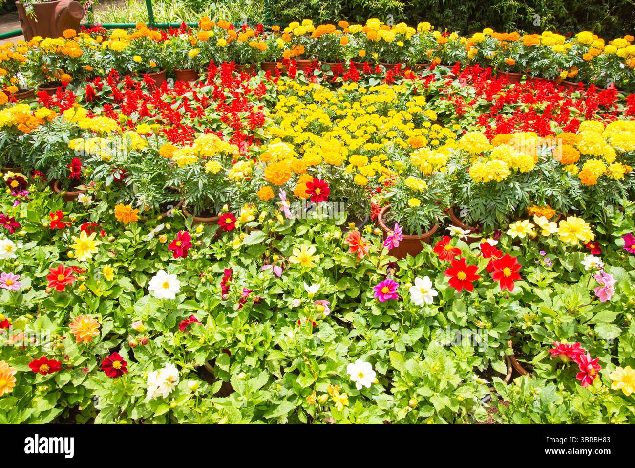 Flower nursery with orchids, anthuriums, and gerberas in pots inside a ...