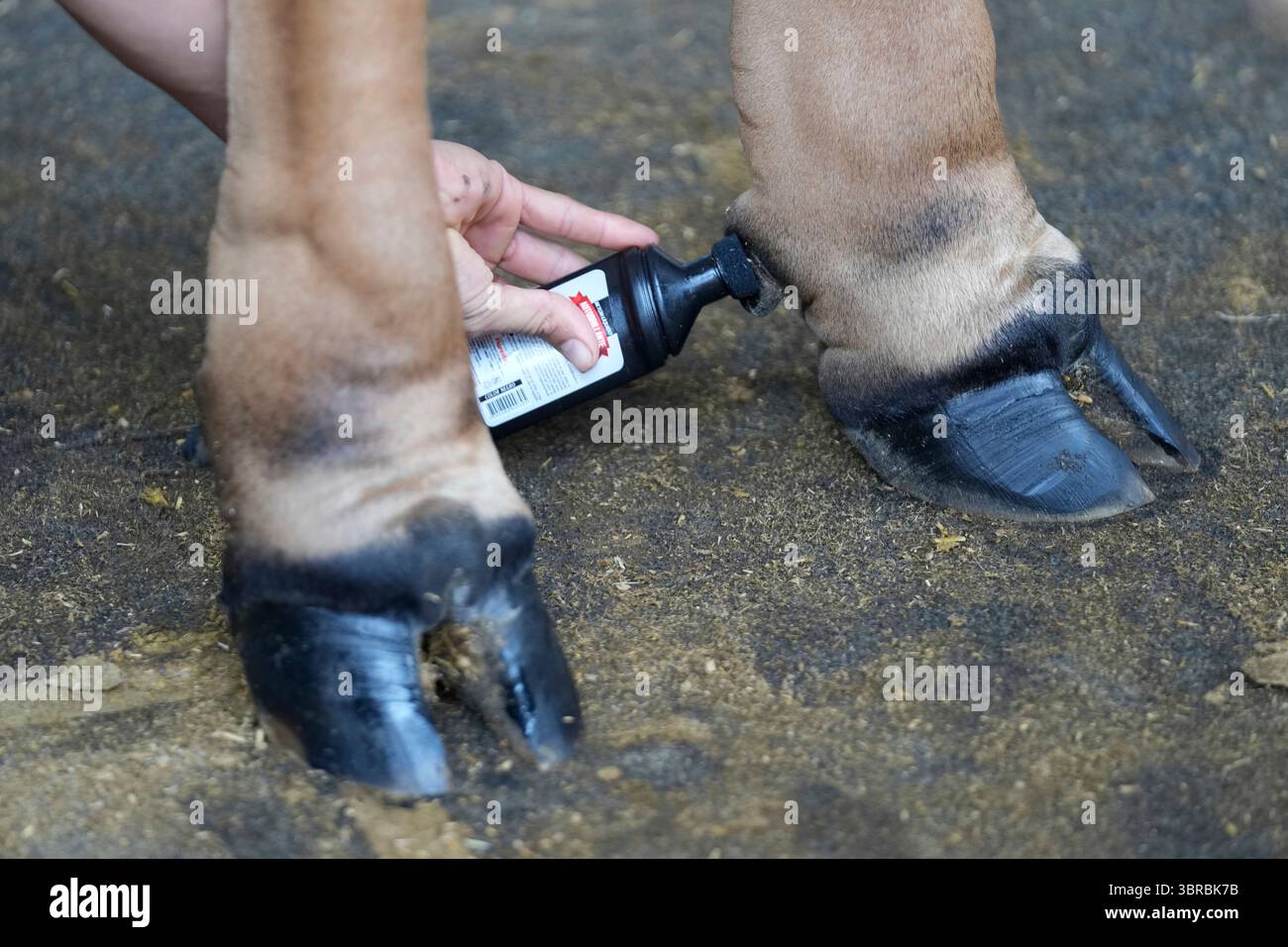 A worker paints a cow's hooves at the annual agriculture fair in Bogota ...
