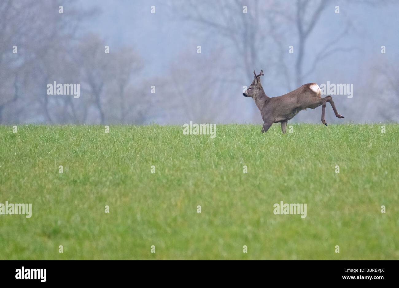 Male or buck European roe deer (Capreolus capreolus), moving across an ...