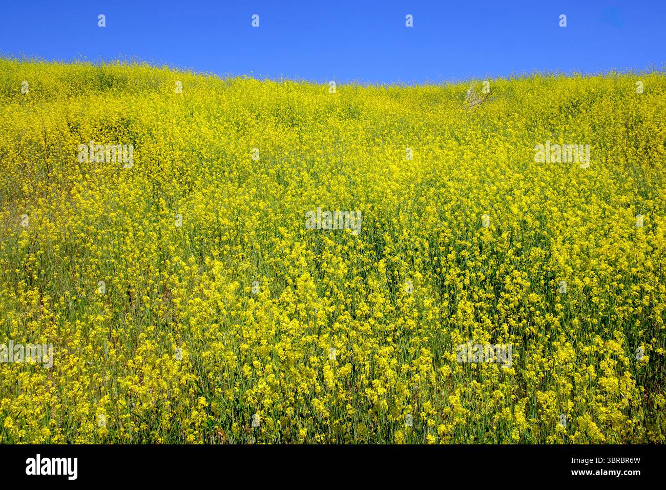 Upper las virgenes canyon hi-res stock photography and images - Alamy