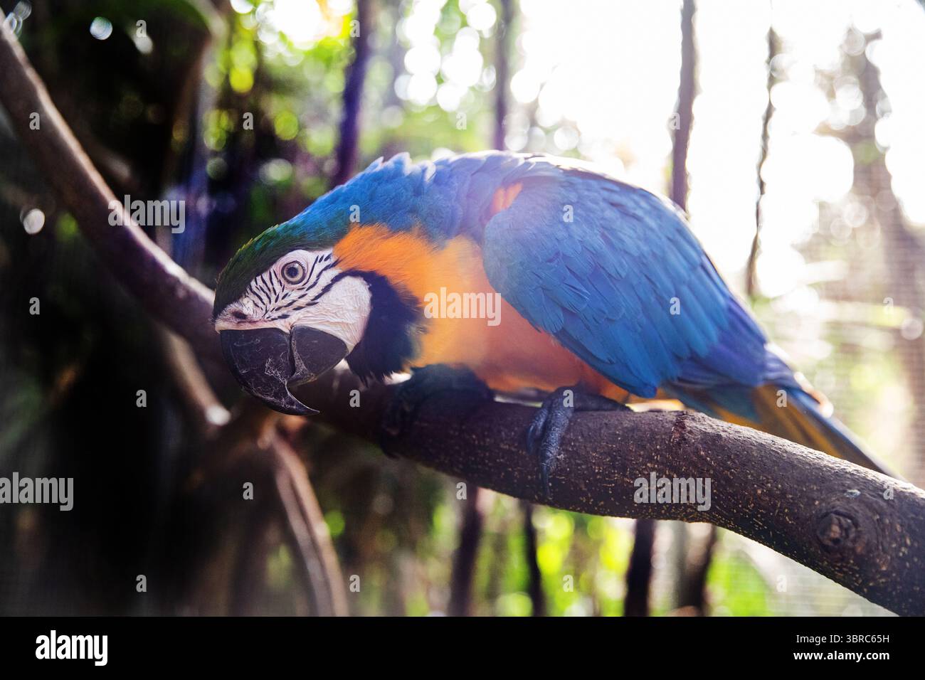 Macaw feathers macro hi-res stock photography and images - Alamy