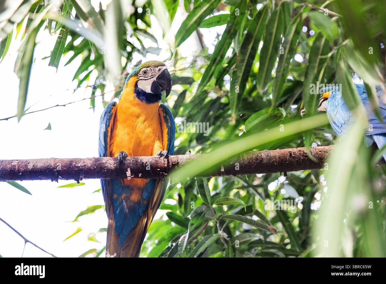 Natural Grace, Macaws Posture on a Tree, Blue and Yellow Bird Stock ...