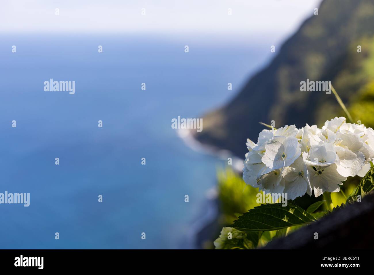 White hydrangea flower and in background the coast with mountain and ...