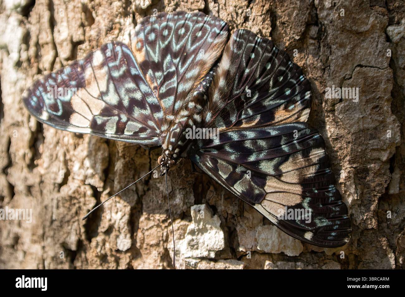 Red Cracker butterfly Stock Photo - Alamy