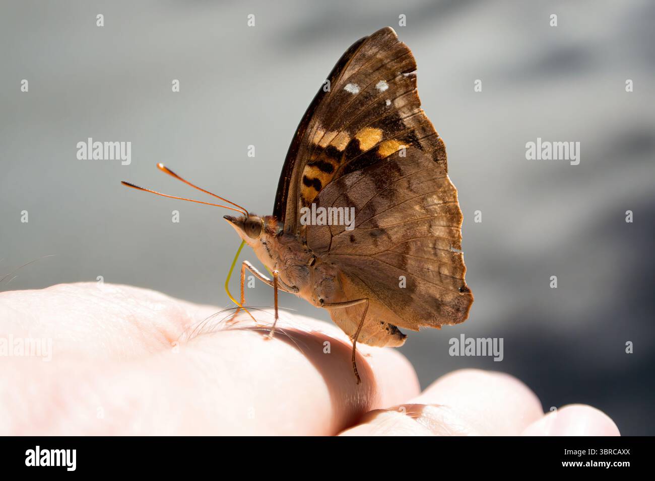 Doxocopa agathina hi-res stock photography and images - Alamy