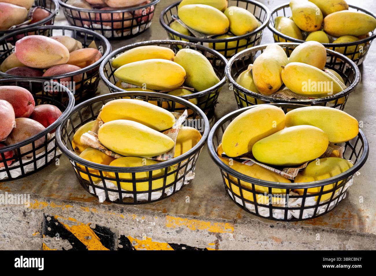Tainan, Taiwan – Jun 30, 2025: Display of fresh mangoes at Yujing Fruit ...
