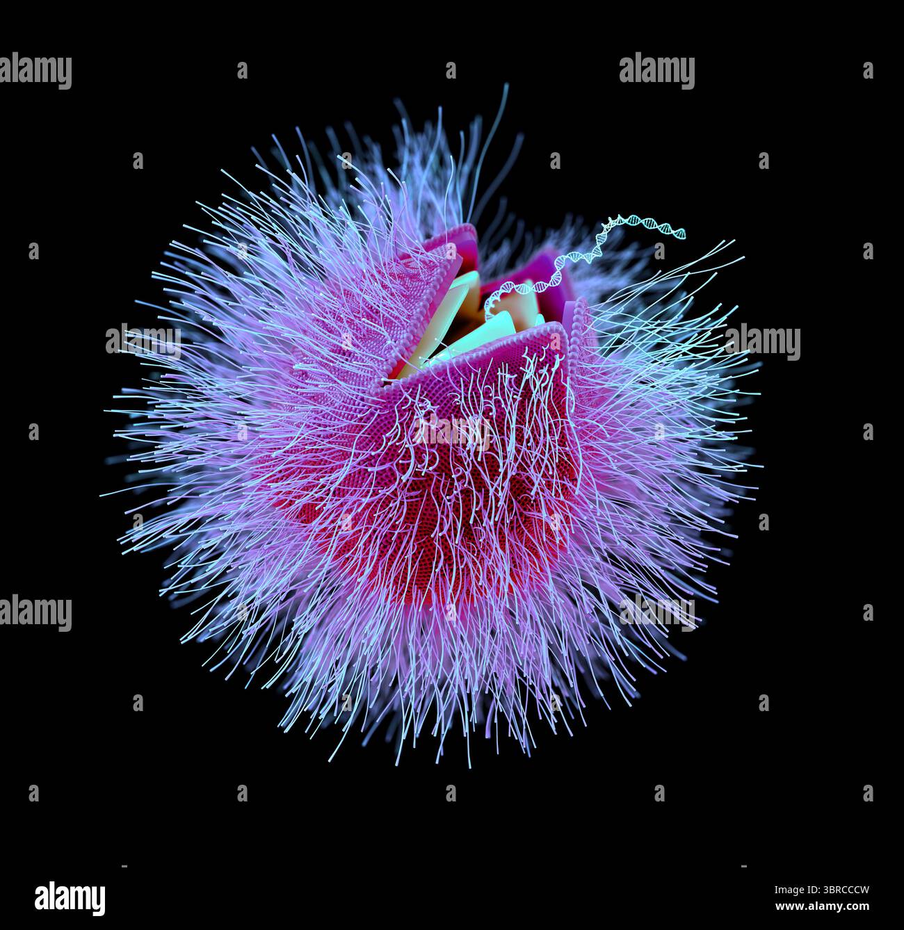 Illustration of a giant virus (phylum Nucleocytoviricota) particle ...