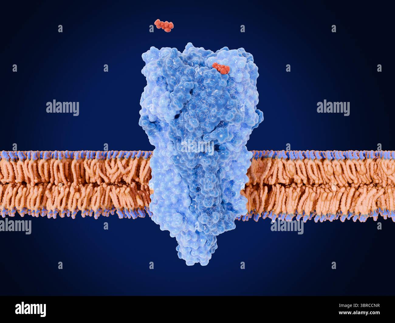 Illustration of the nicotinic acetylcholine receptor (nAChR) binding to ...