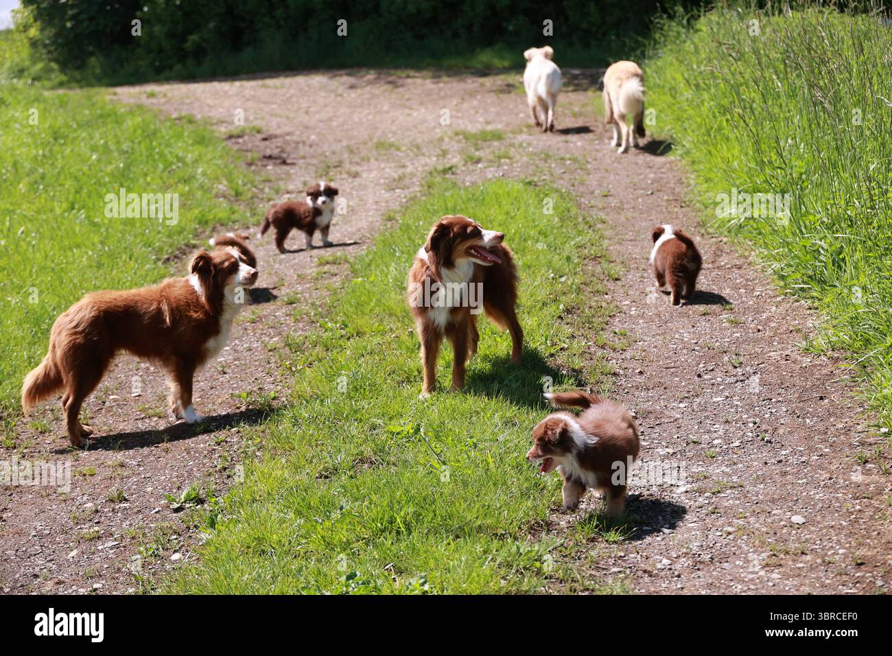 Family group dogs walking hi-res stock photography and images - Alamy