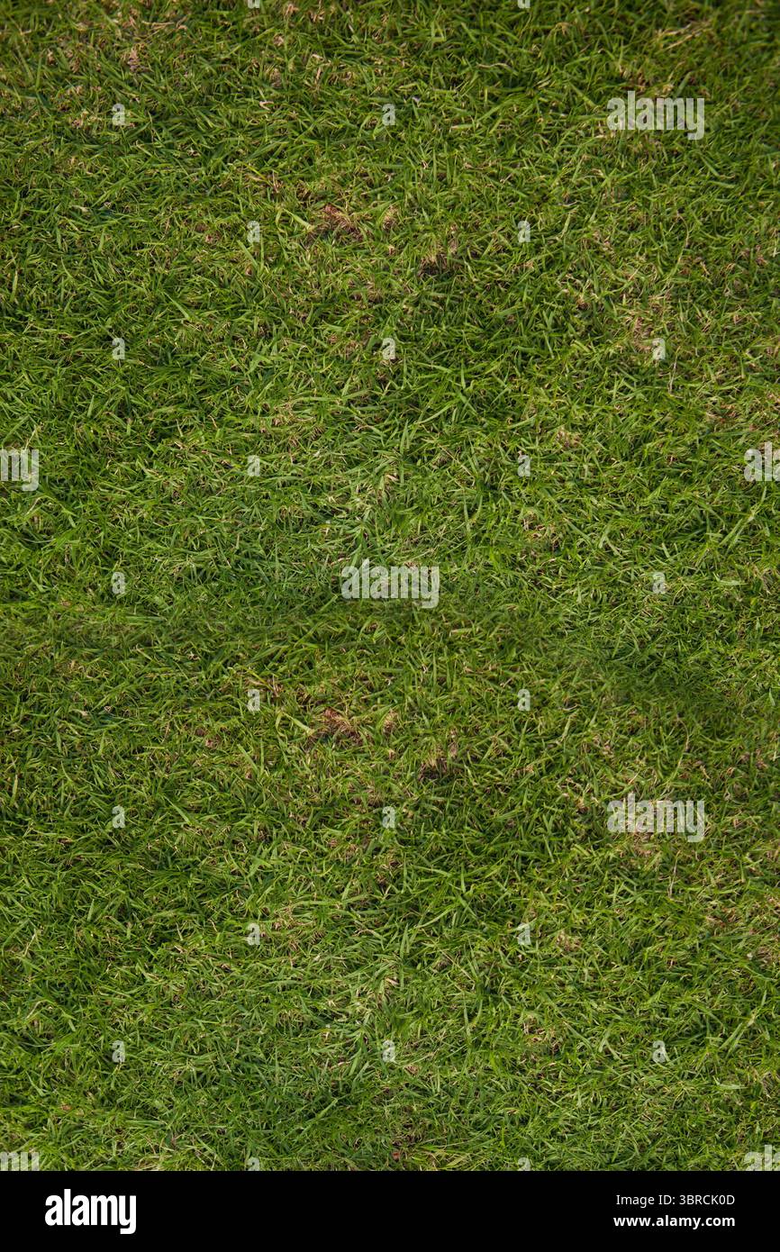 Continuous grass surface is showing flat design featuring dense green ...