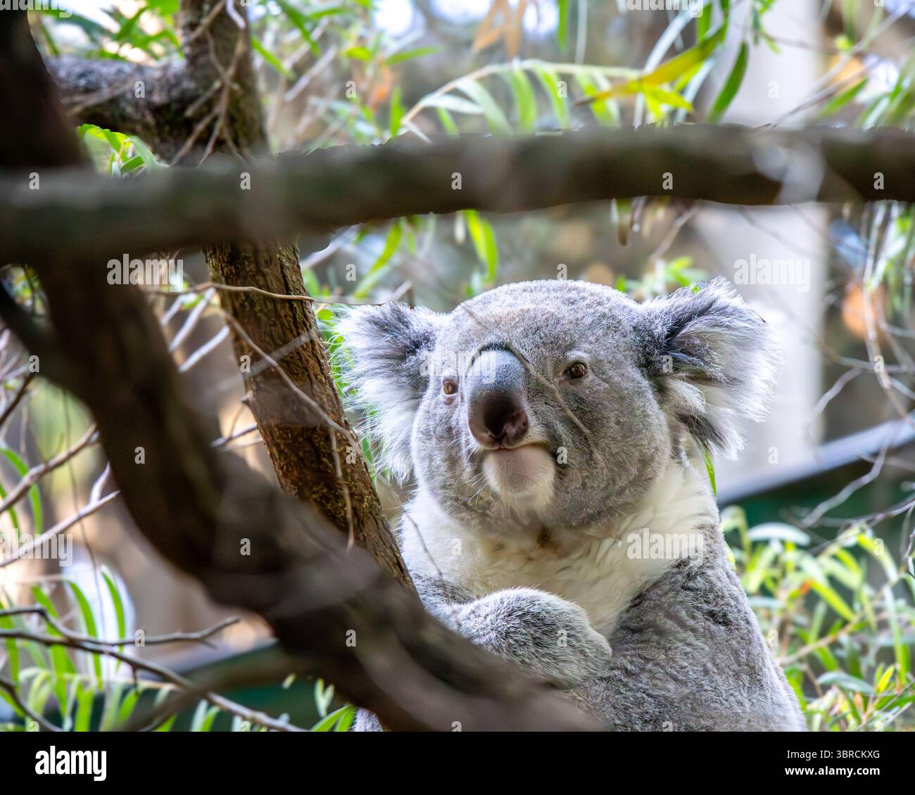 Tree waking up after winter hi-res stock photography and images - Alamy