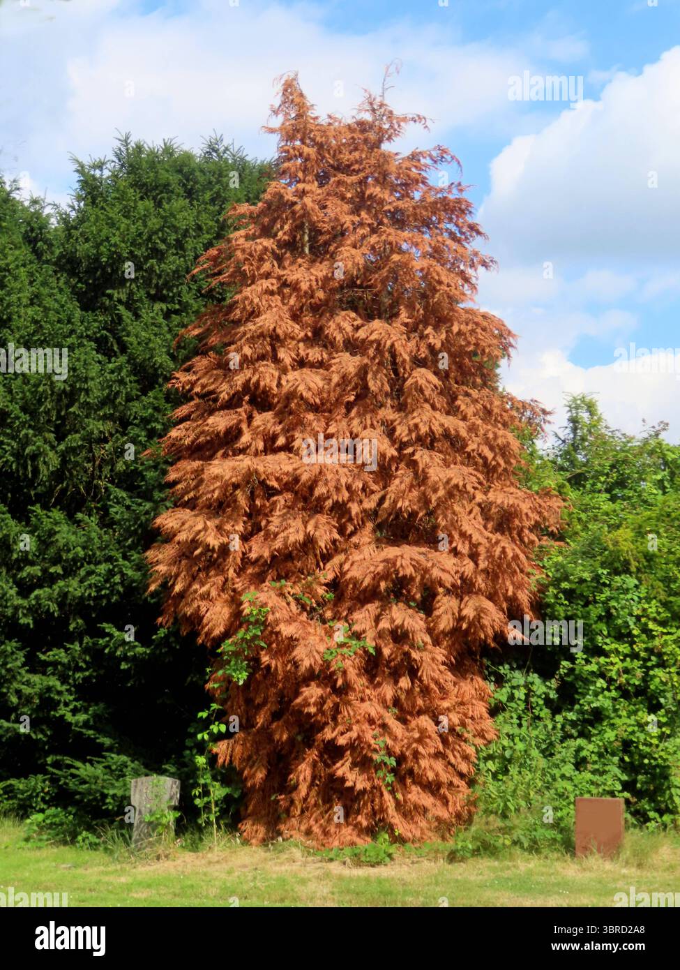 Lightning strike tree hi-res stock photography and images - Alamy