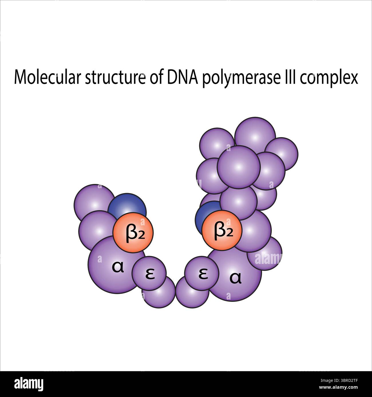 Molecular Structure of DNA Polymerase III Complex Stock Vector Image & Art - Alamy
