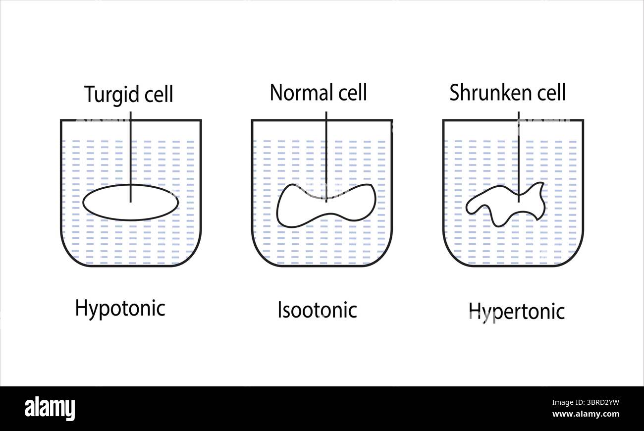 Cell Osmosis States: Turgid, Normal, and Shrunken Stock Vector Image ...