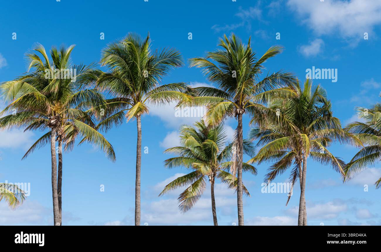 Palm tree. Summer vacation in Florida. Palm tree of California ...